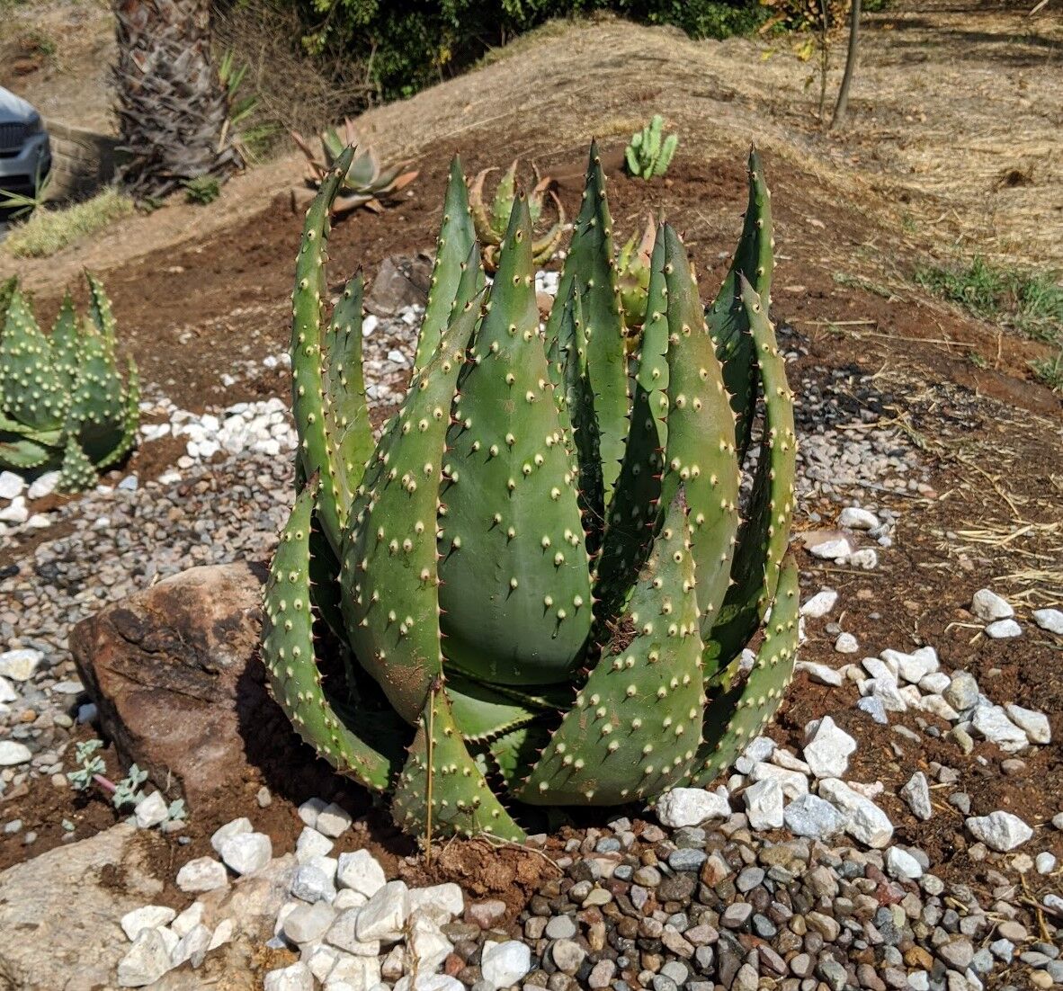 Care Diary: Aloe aculeata - Trex Plants