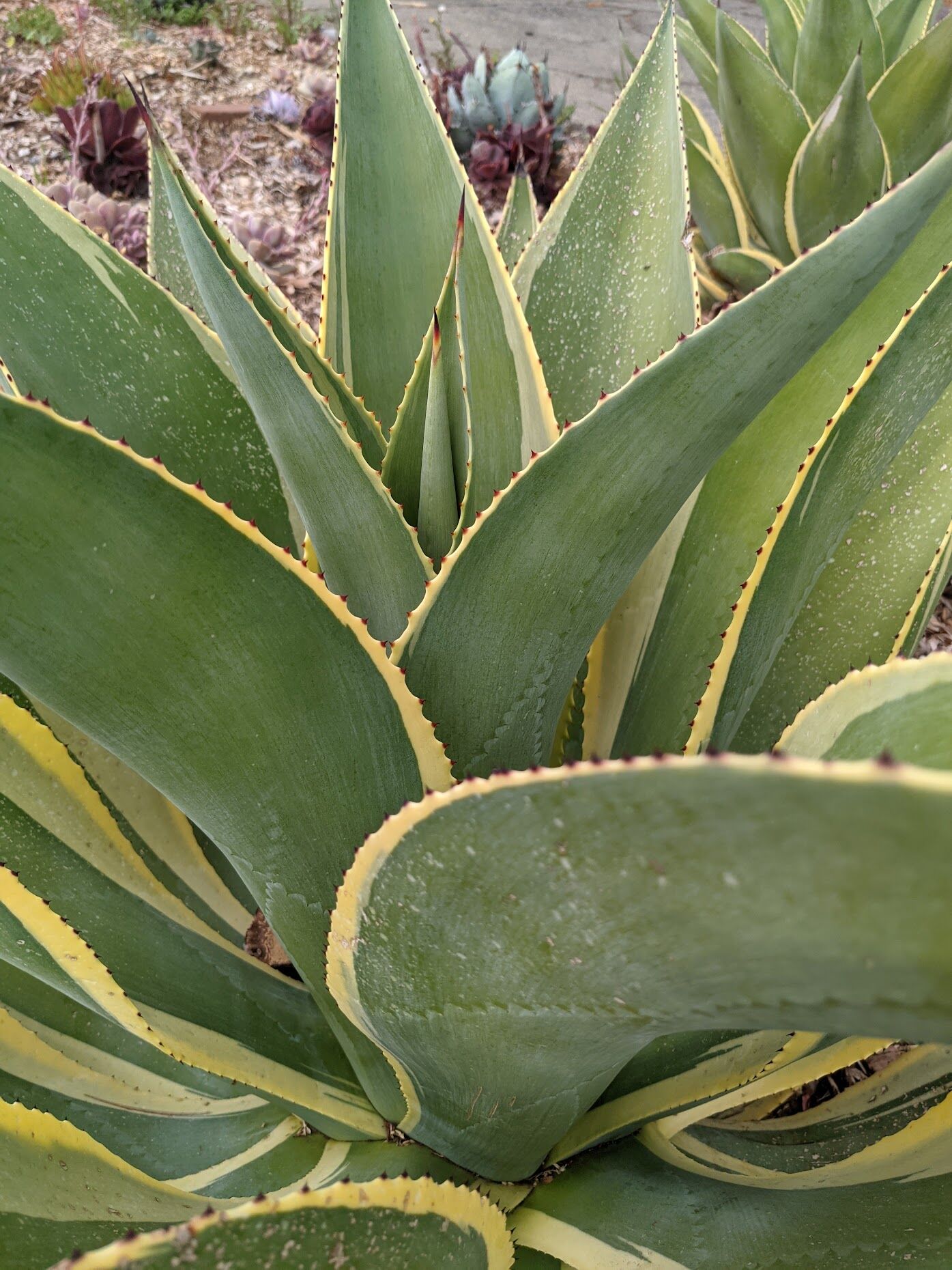 Care Diary: Agave celsii var multicolor - Trex Plants