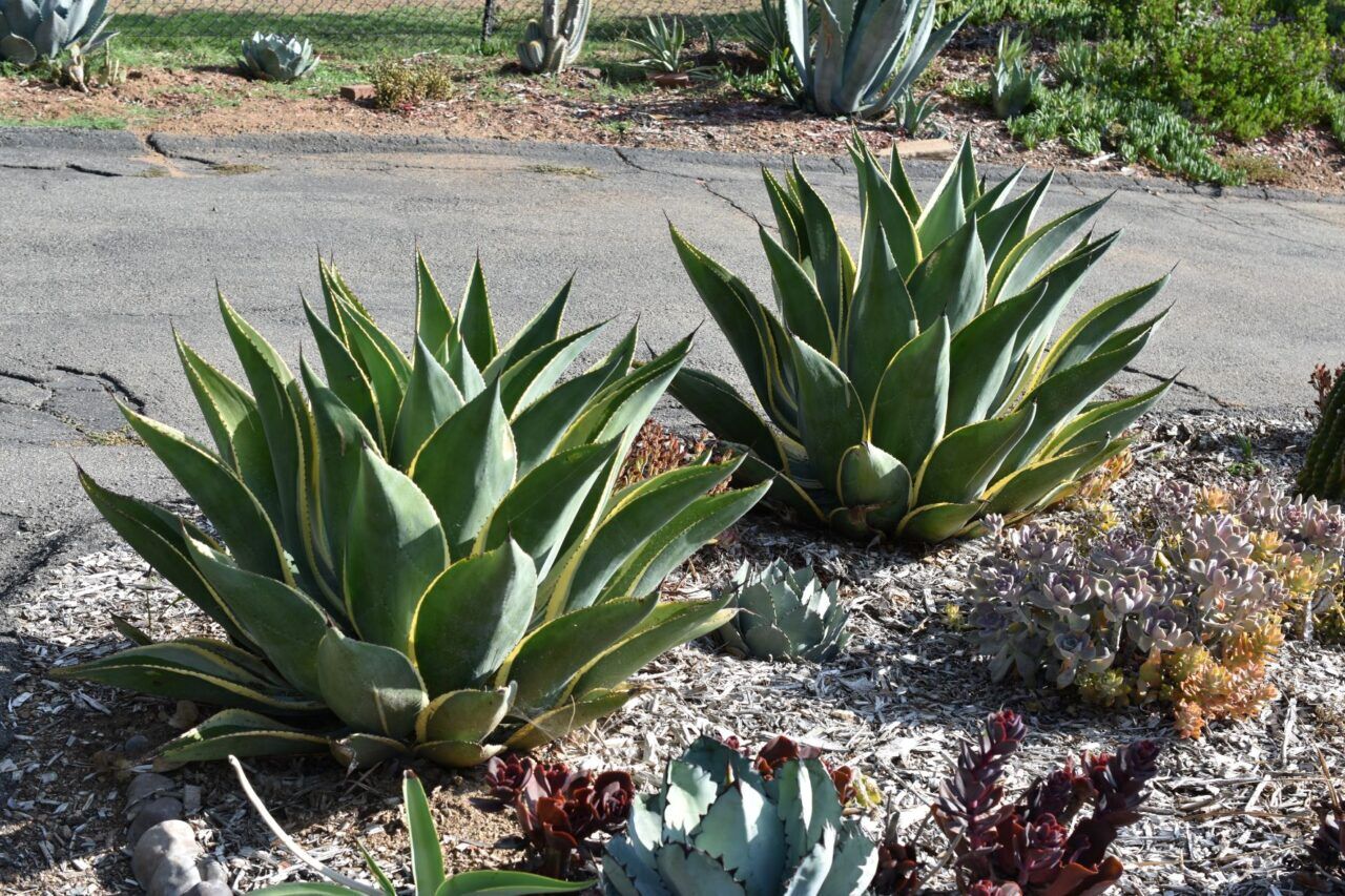 Care Diary: Agave celsii var multicolor - Trex Plants