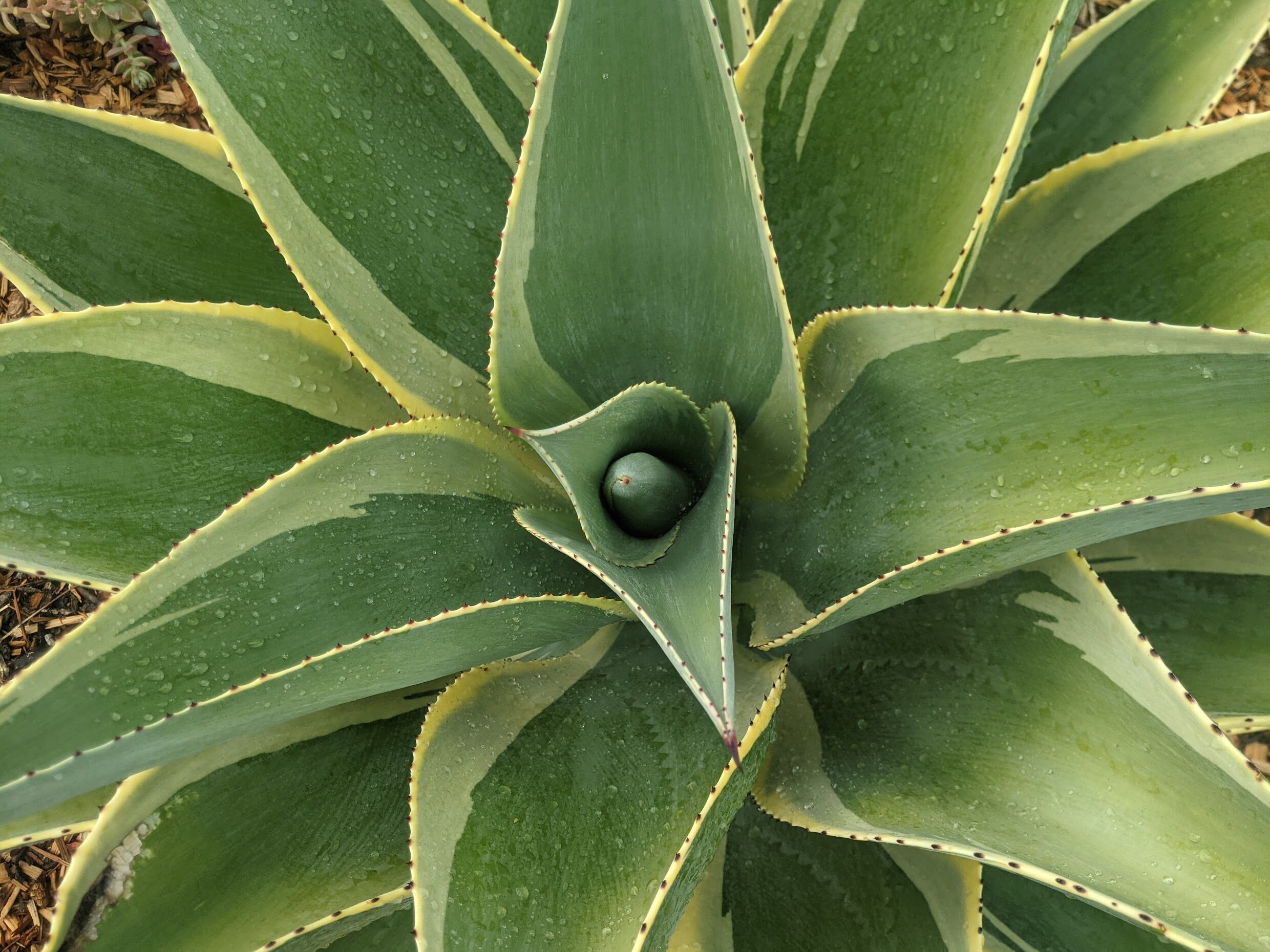 Care Diary: Agave celsii var multicolor - Trex Plants