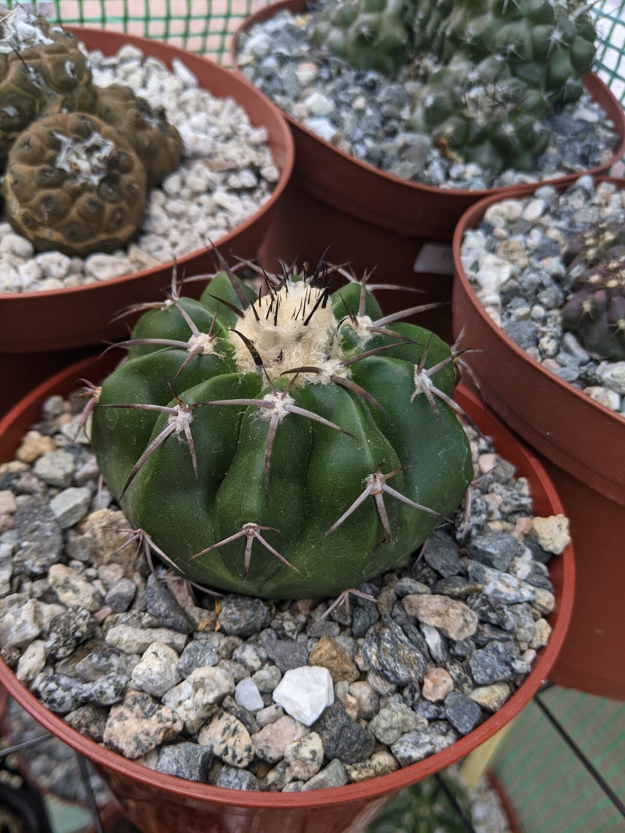 Care Diary: How to Grow Discocactus chrystillophilum - Trex Plants