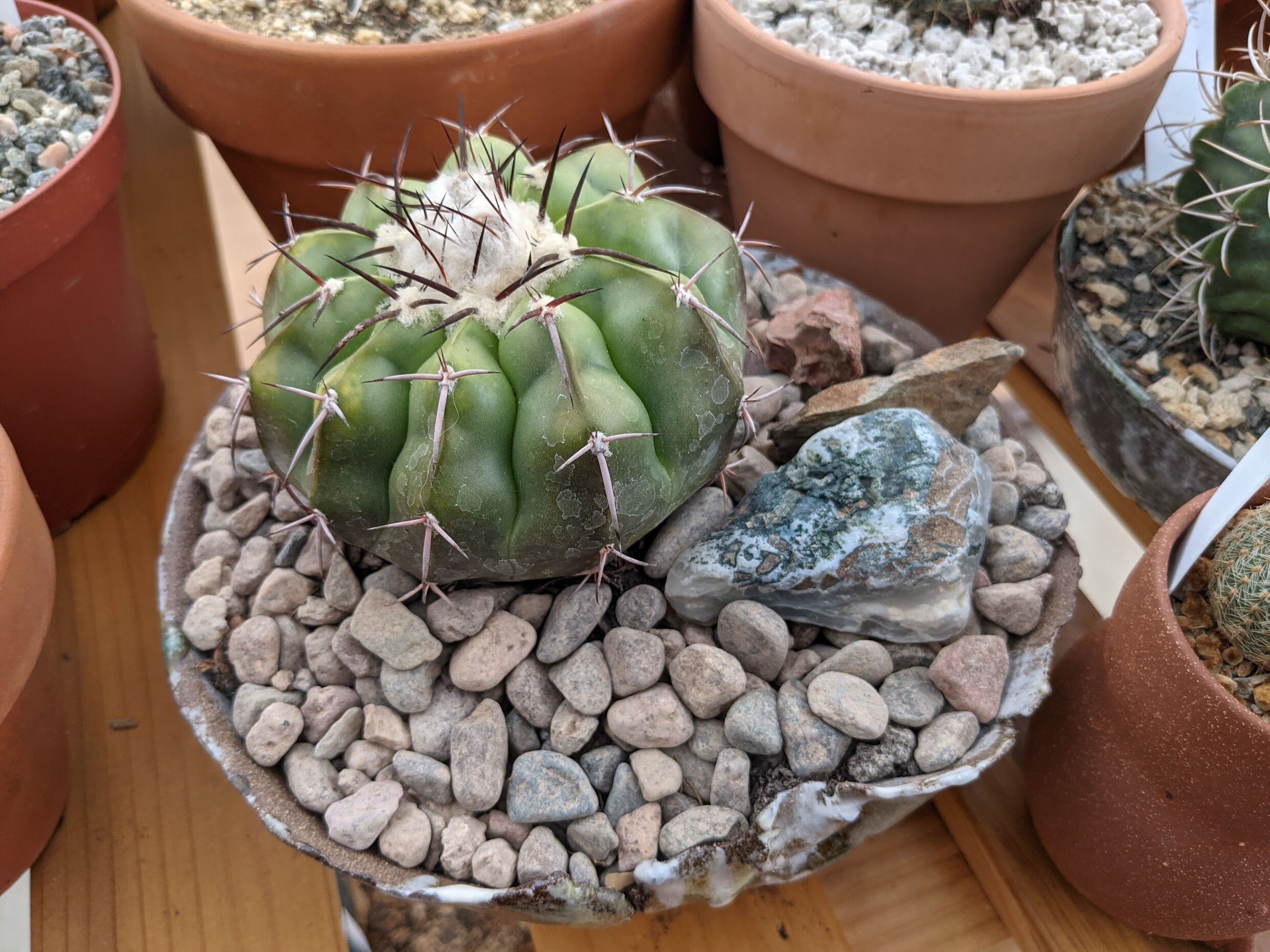 Care Diary: How to Grow Discocactus chrystillophilum - Trex Plants
