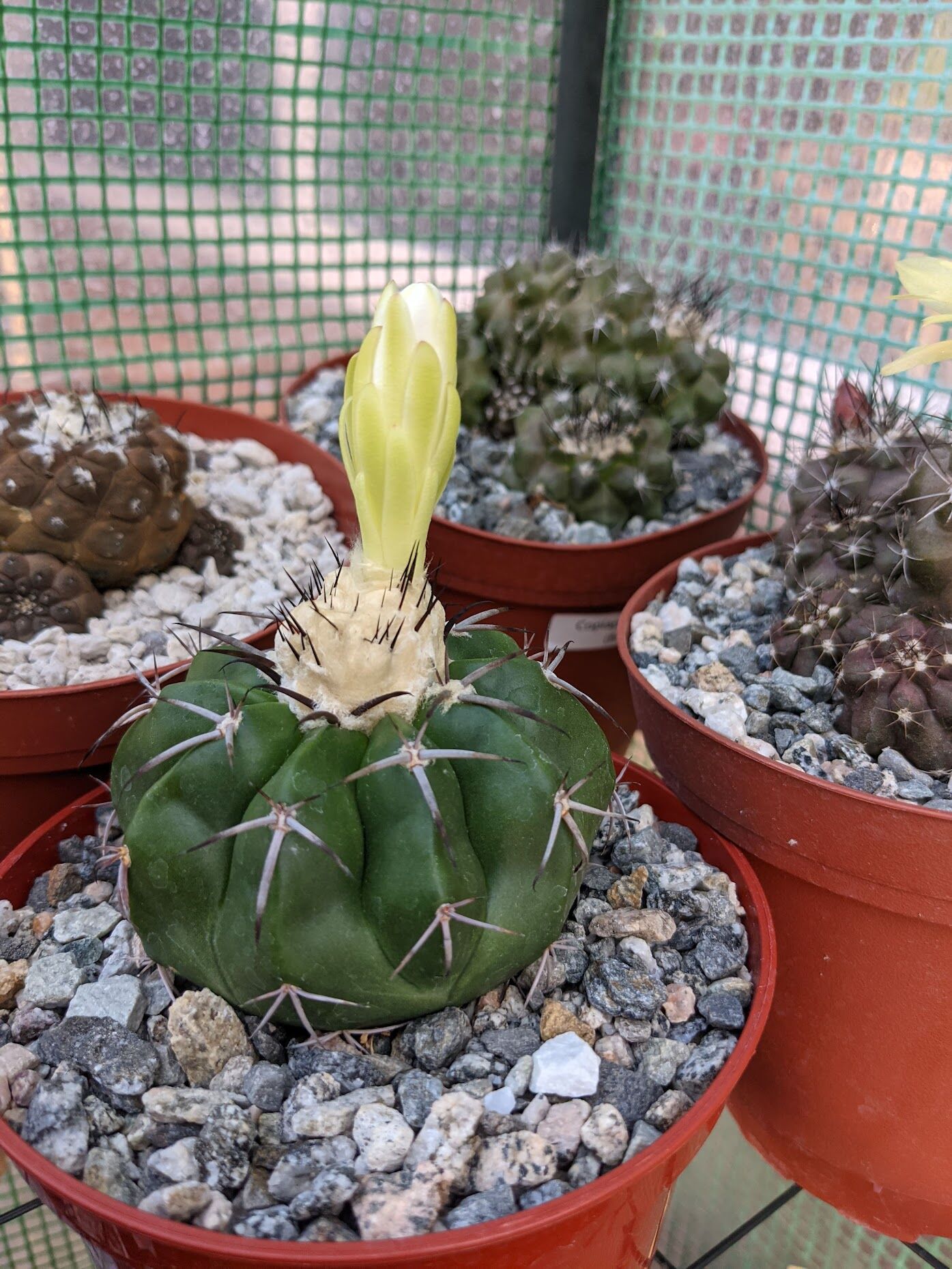 Care Diary: How to Grow Discocactus chrystillophilum - Trex Plants