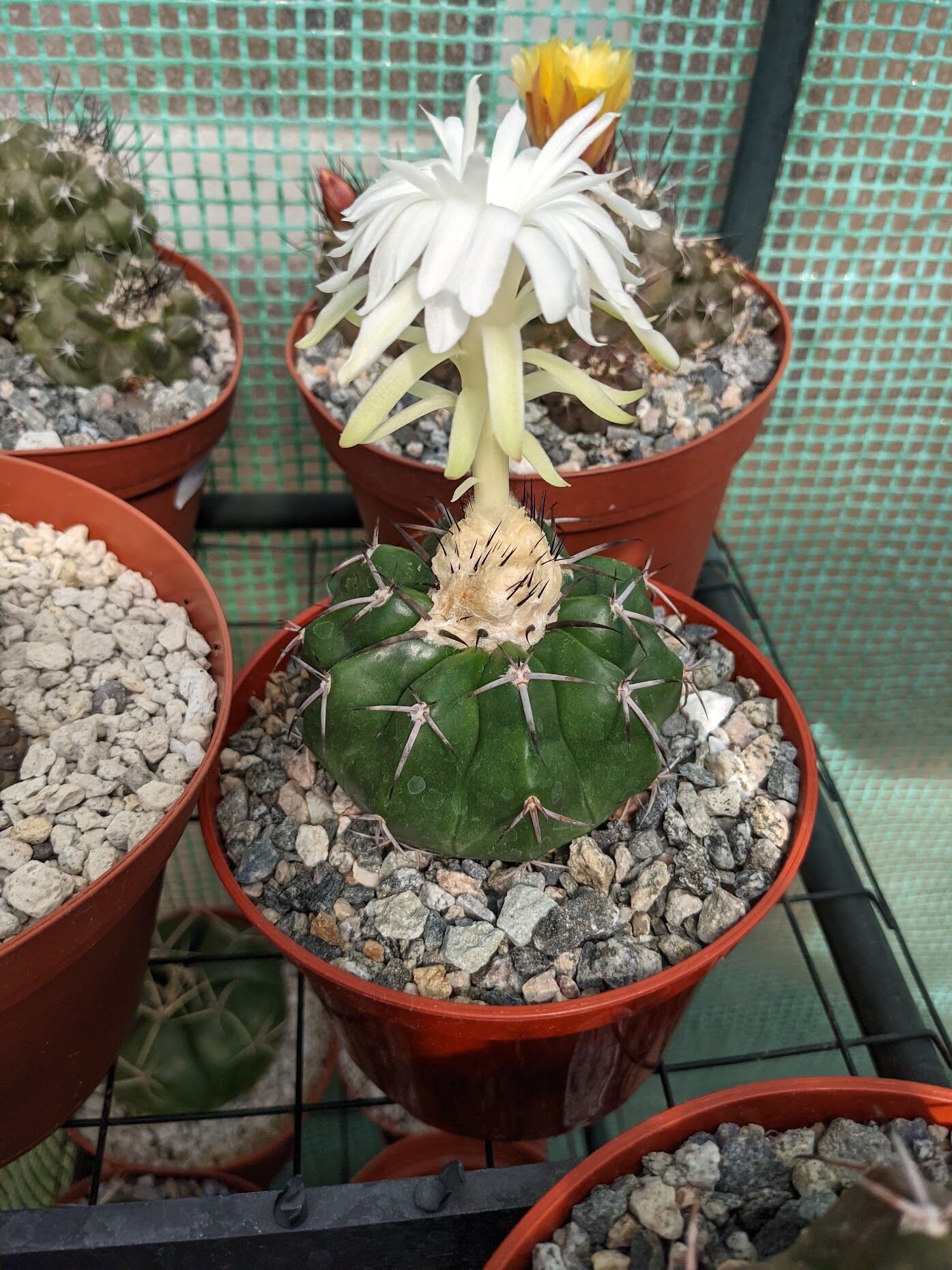 Care Diary: How to Grow Discocactus chrystillophilum - Trex Plants