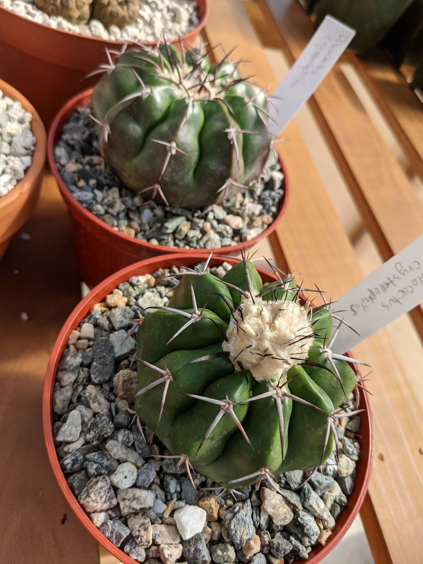 Care Diary: How to Grow Discocactus chrystillophilum - Trex Plants