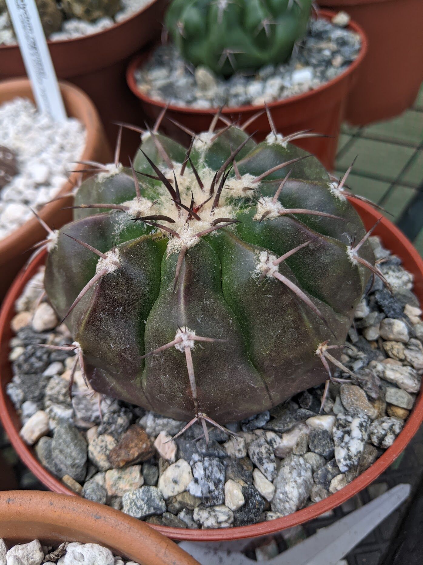Care Diary: How to Grow Discocactus chrystillophilum - Trex Plants