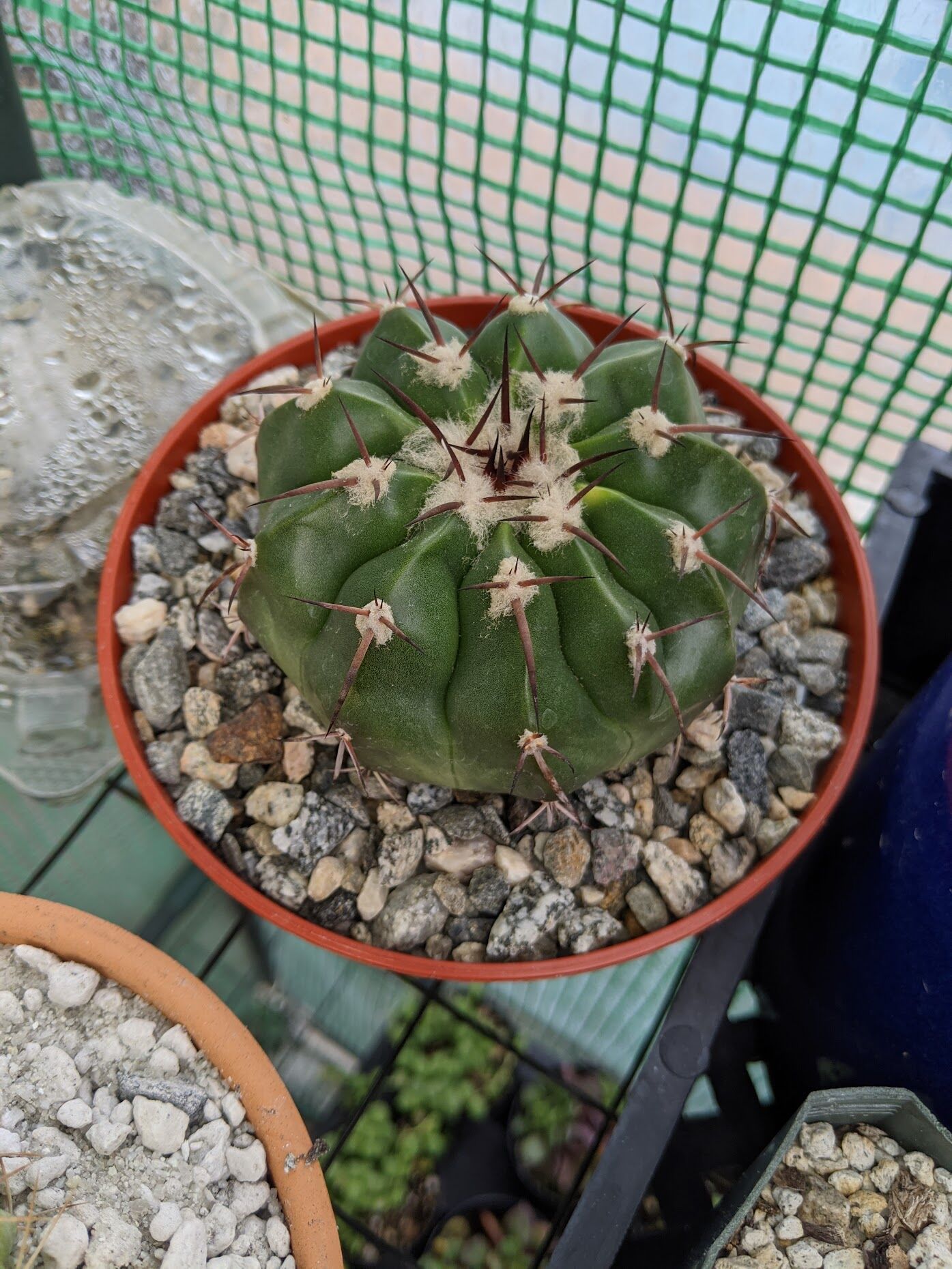 Care Diary: How to Grow Discocactus chrystillophilum - Trex Plants