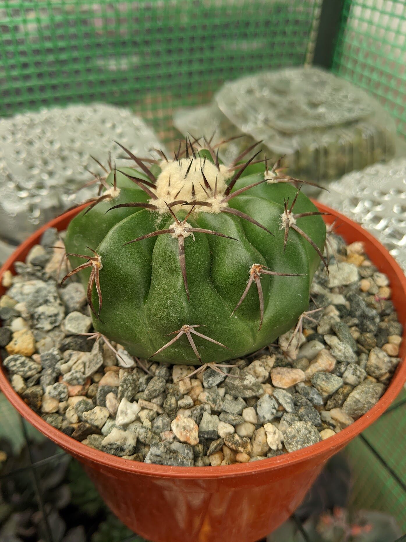 Care Diary: How to Grow Discocactus chrystillophilum - Trex Plants