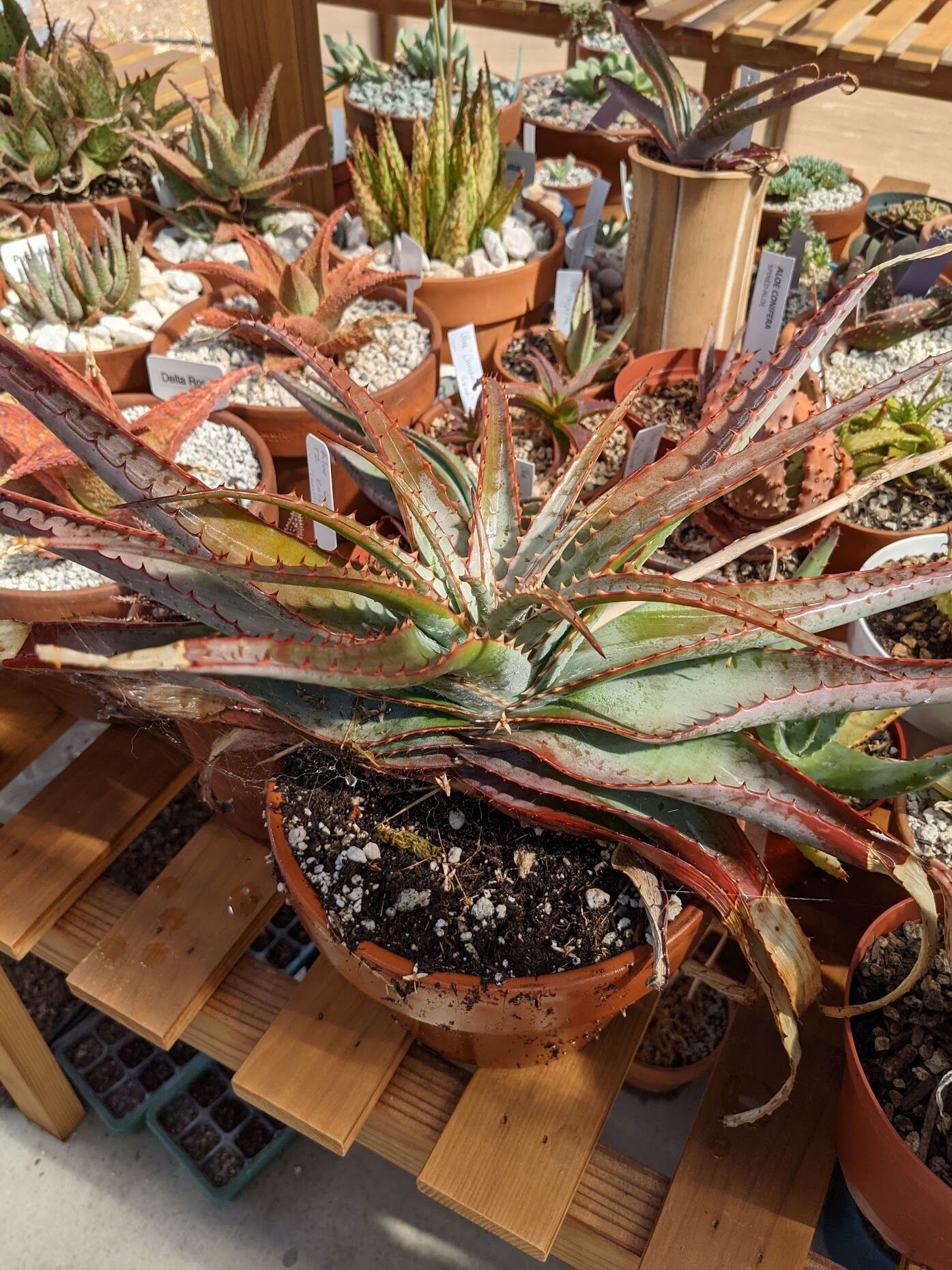 Care Diary: Aloe suprafoliata, or the Book Aloe - Trex Plants