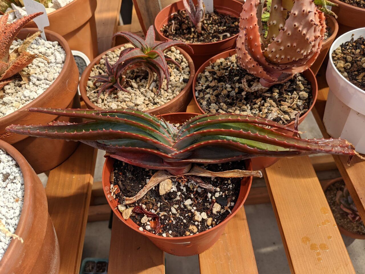 Care Diary: Aloe suprafoliata, or the Book Aloe - Trex Plants