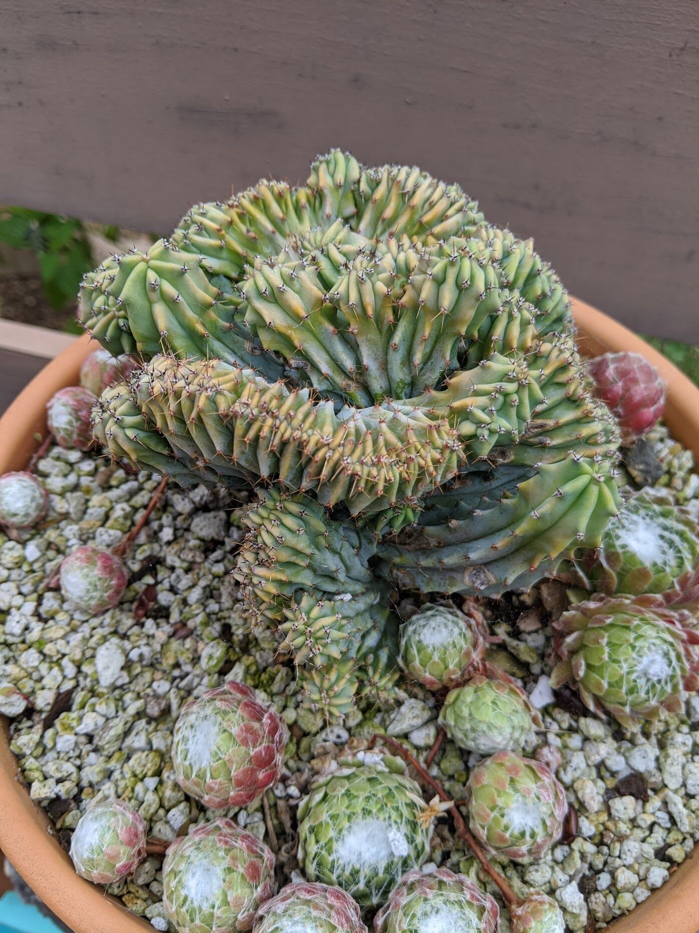 Care Diary: Myrtillocactus geometrizans and cultivars - Trex Plants