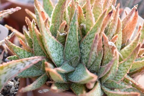 Aloe Hybrids - Trex Plants