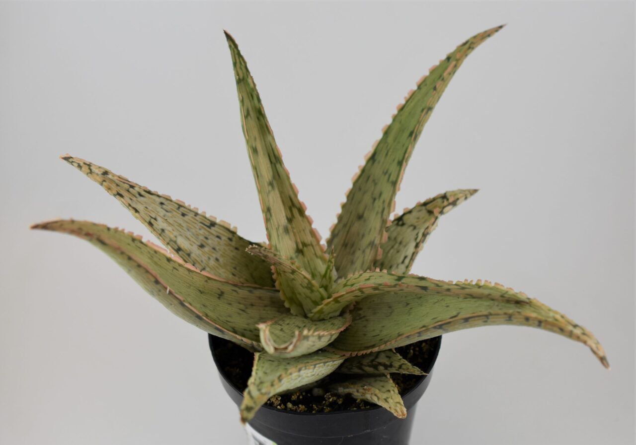 Aloe Hybrids - Trex Plants