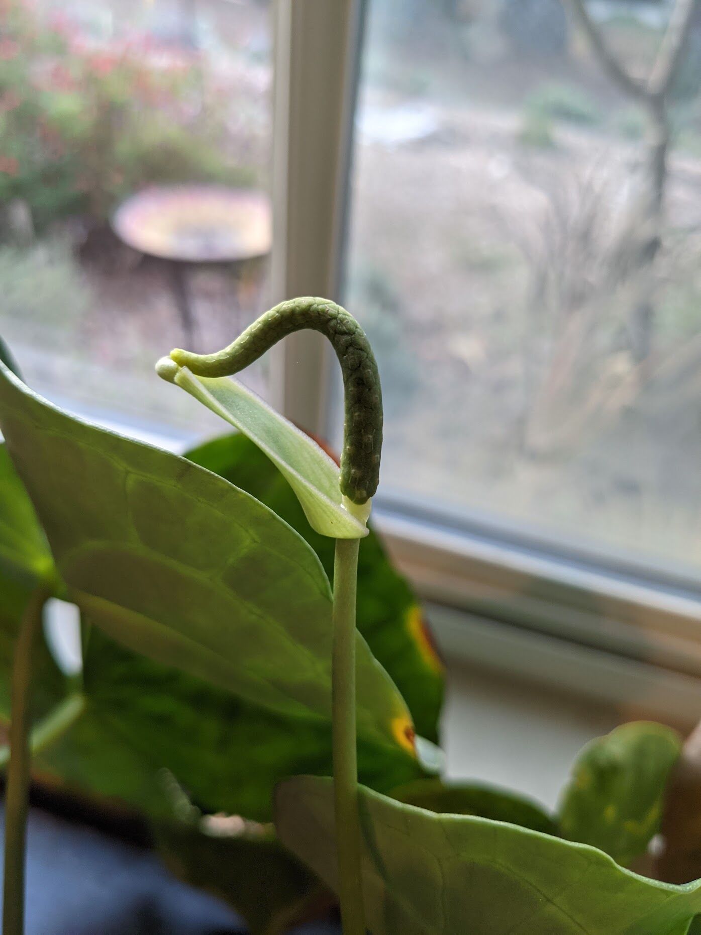 Velvet Leaf Anthurium Flowering Stages - (Nearly) Everything You Should ...