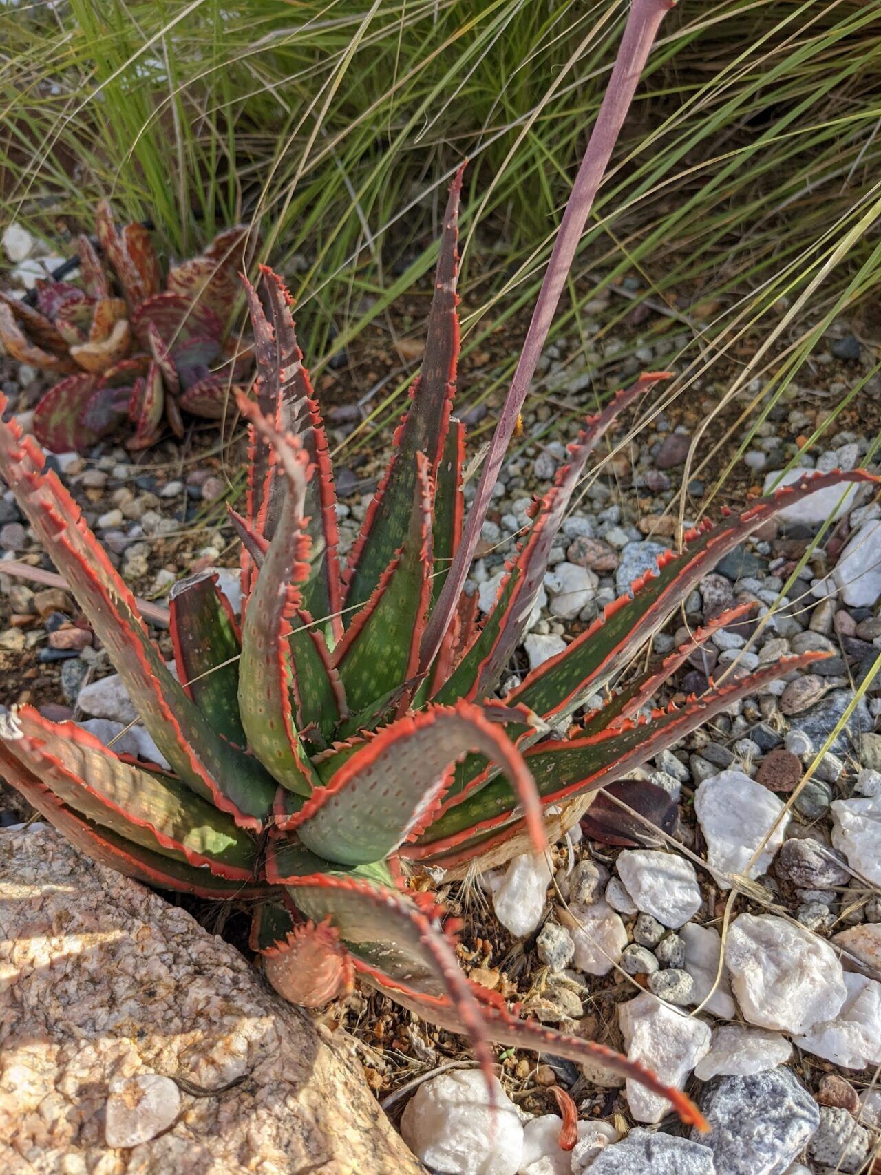 Star Aloe Hybrids Update - New Photos, New Hybrids - Trex Plants