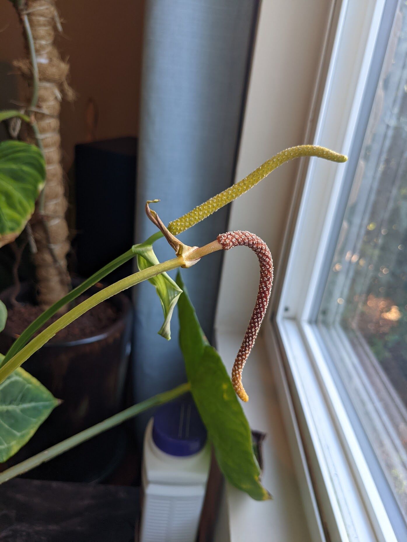 Velvet Leaf Anthurium Flowering Stages - (Nearly) Everything You Should ...