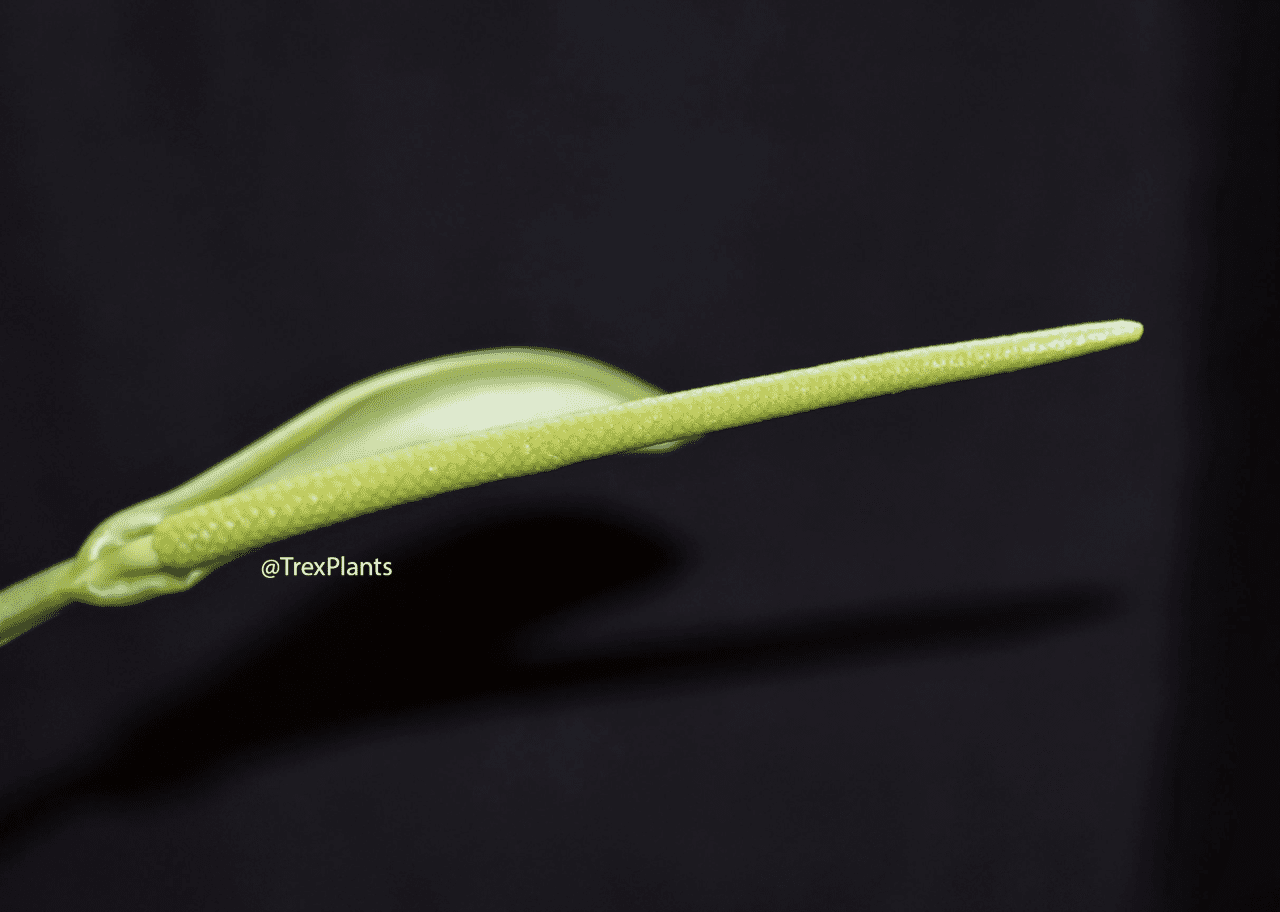 Anthurium magnificum Complete Flower Cycle in Photos - Trex Plants
