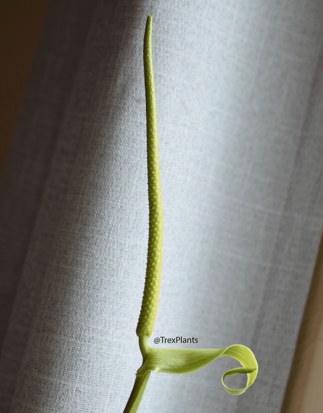 Anthurium magnificum Complete Flower Cycle in Photos - Trex Plants