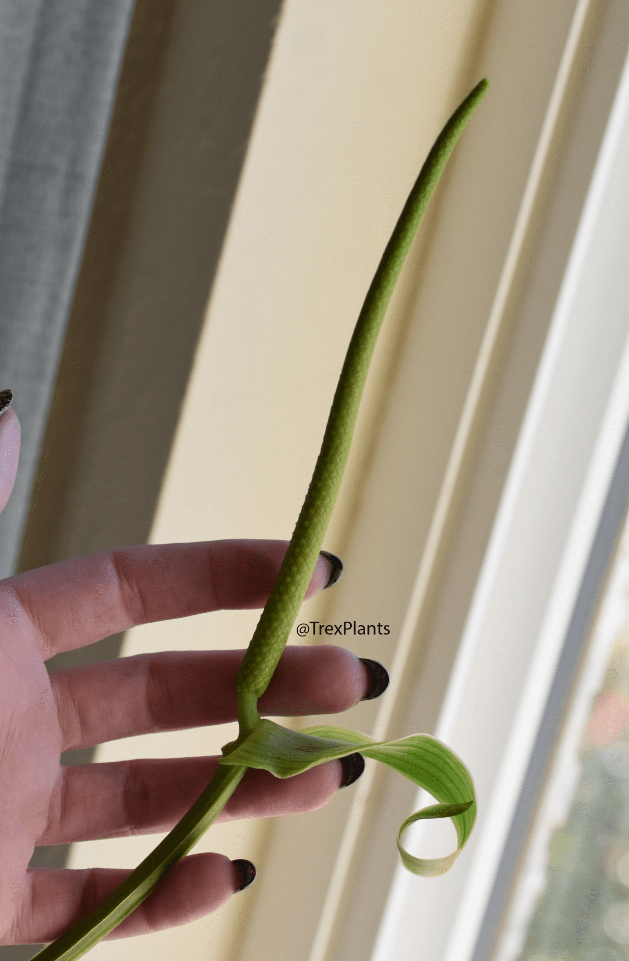 Anthurium magnificum Complete Flower Cycle in Photos - Trex Plants
