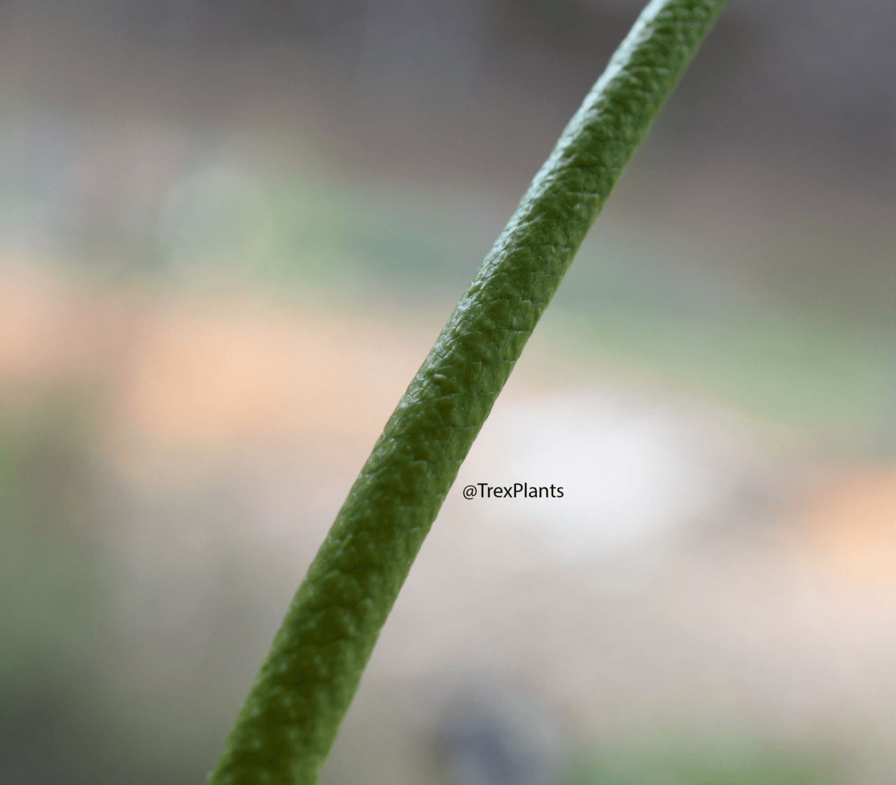 Anthurium magnificum Complete Flower Cycle in Photos - Trex Plants