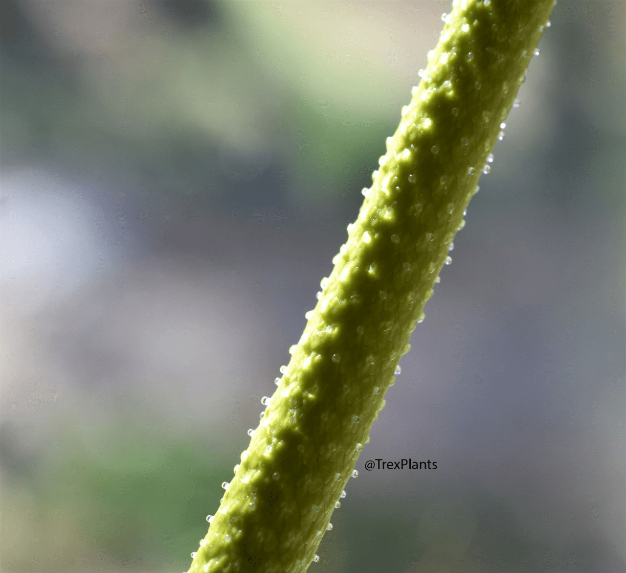 Anthurium magnificum Complete Flower Cycle in Photos - Trex Plants
