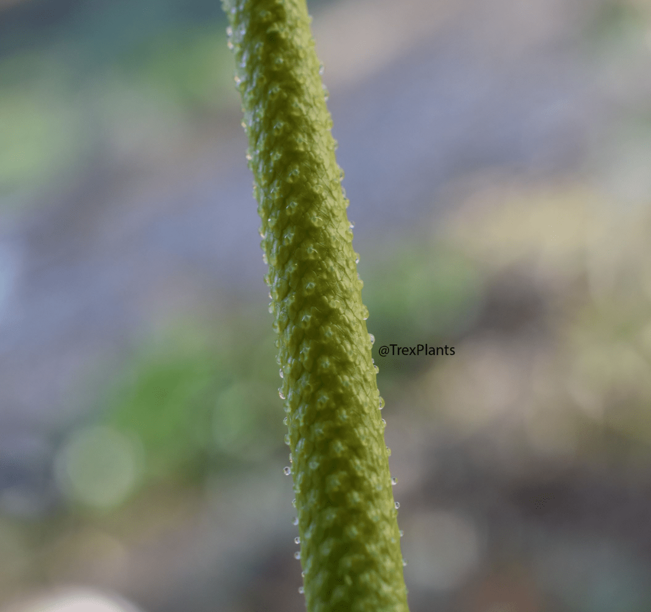 Anthurium magnificum Complete Flower Cycle in Photos - Trex Plants