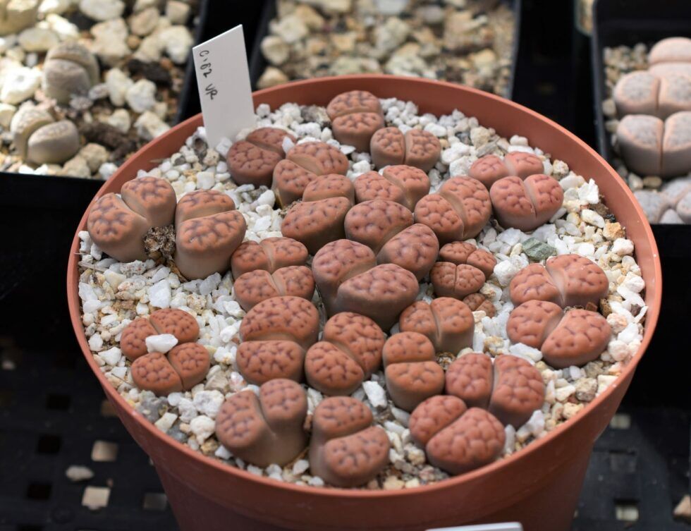 Visit to Steve Hammer - the Lithops houses - Trex Plants