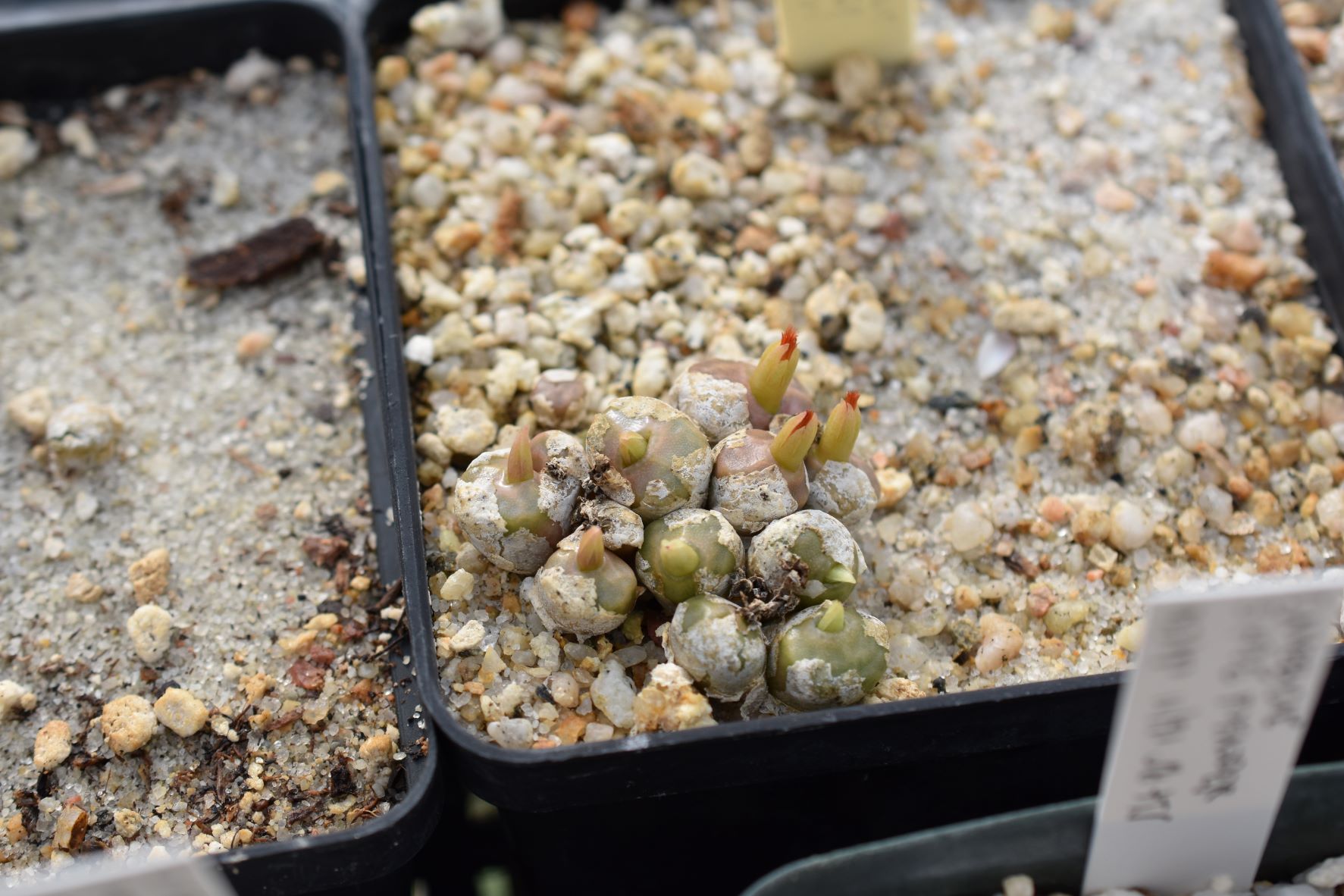 Conophytum Eye Candy, Part 2 - Visit to Steve Hammer - Trex Plants