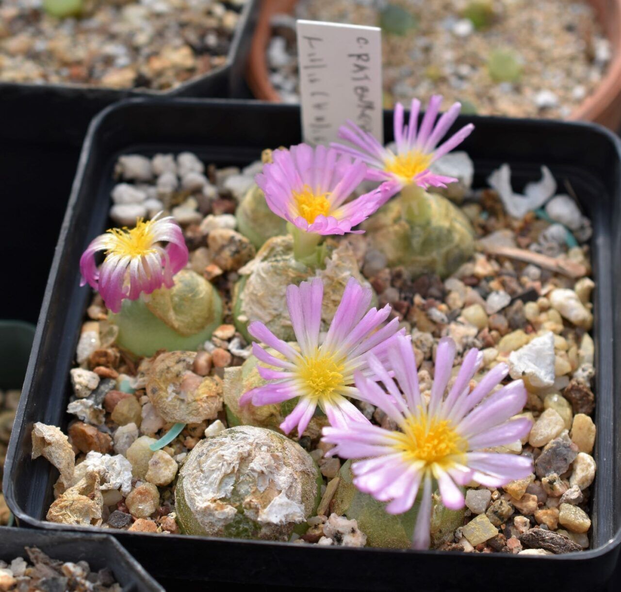 Conophytum Eye Candy, Part 2 - Visit to Steve Hammer - Trex Plants