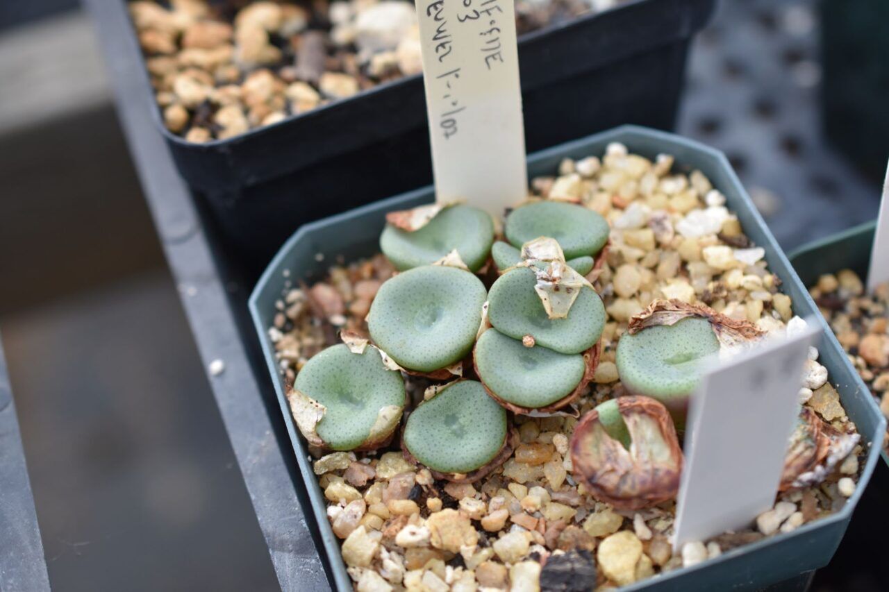 Conophytum Eye Candy, Part 2 - Visit to Steve Hammer - Trex Plants