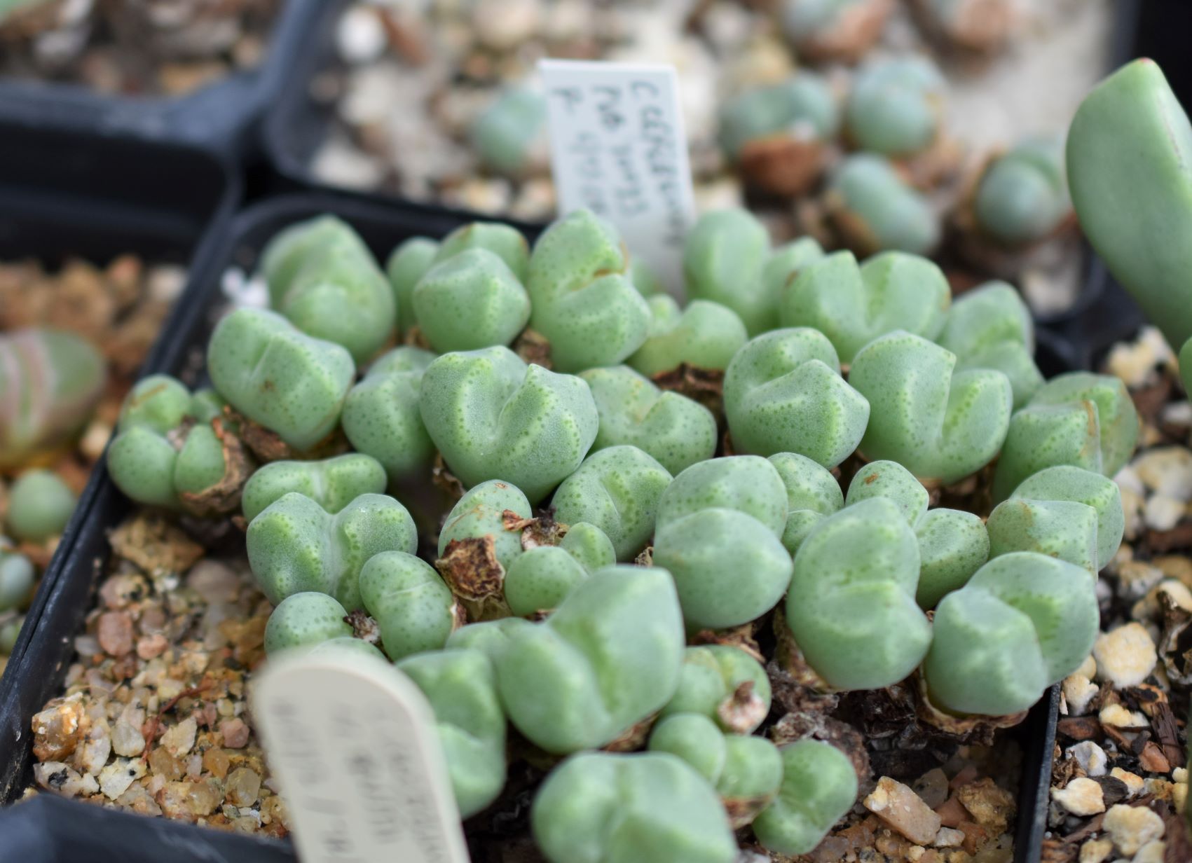 Conophytum Eye Candy, Part 2 - Visit to Steve Hammer - Trex Plants