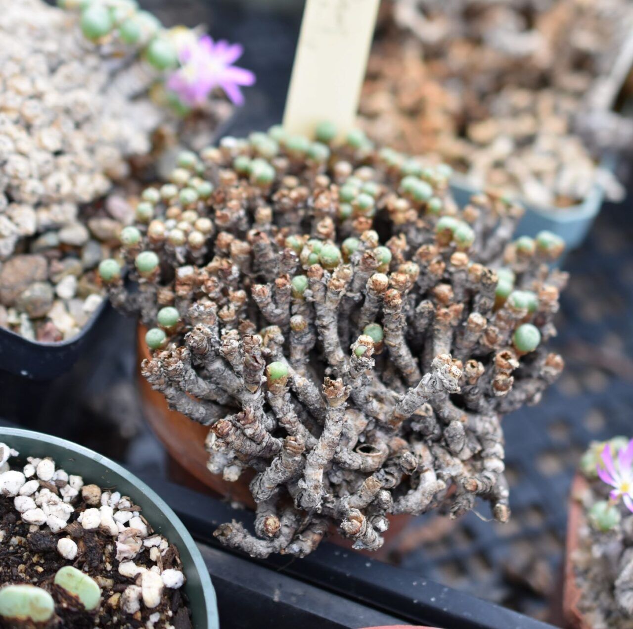 Conophytum Eye Candy, Part 3 - Visit to Steve Hammer - Trex Plants