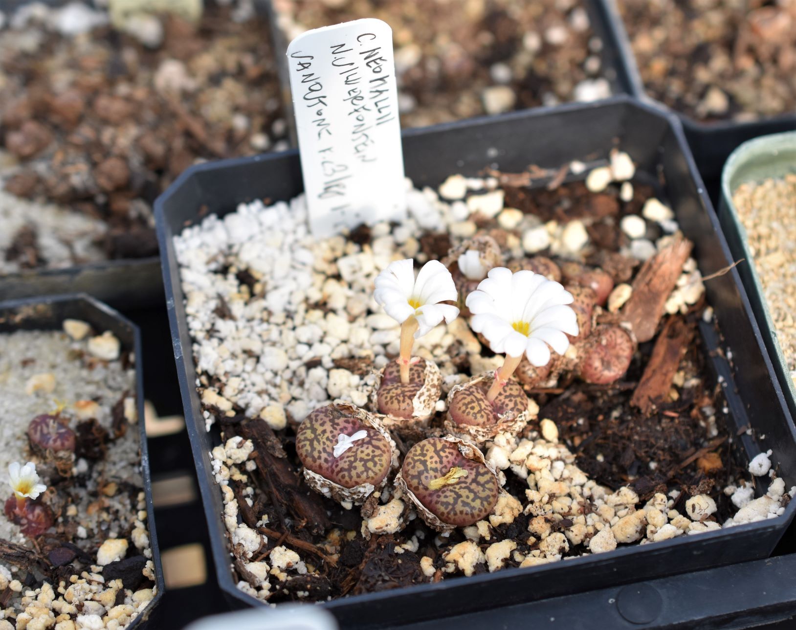 Conophytum Eye Candy, Part 3 - Visit to Steve Hammer - Trex Plants