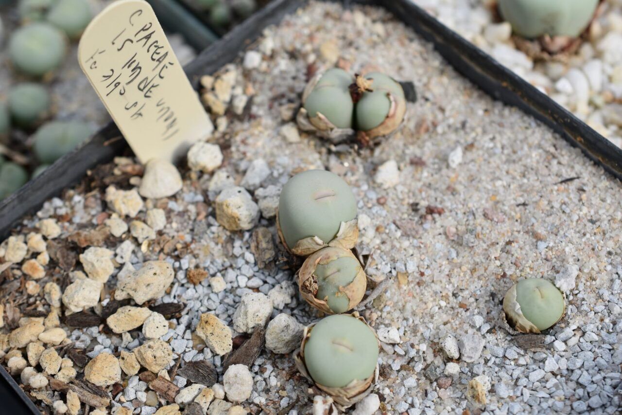 Conophytum Eye Candy, Part 3 - Visit to Steve Hammer - Trex Plants