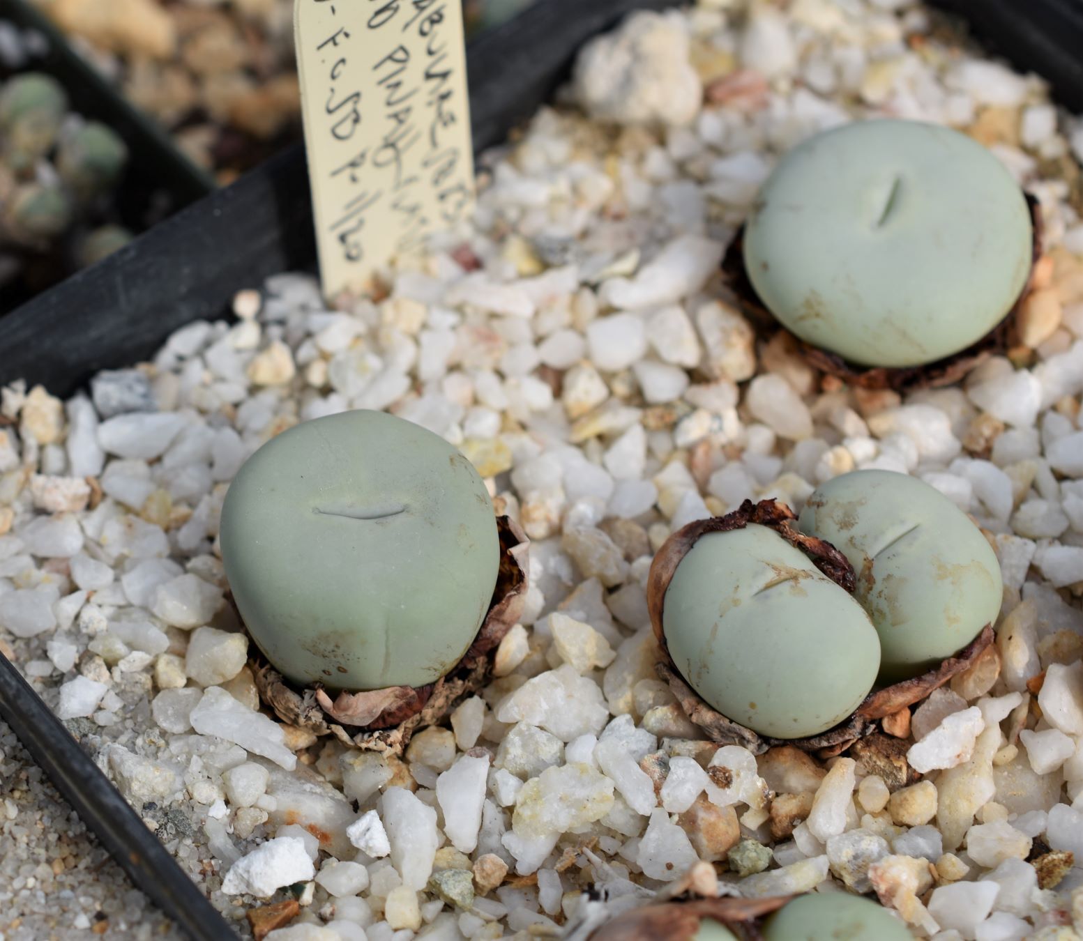 Conophytum Eye Candy, Part 3 - Visit to Steve Hammer - Trex Plants