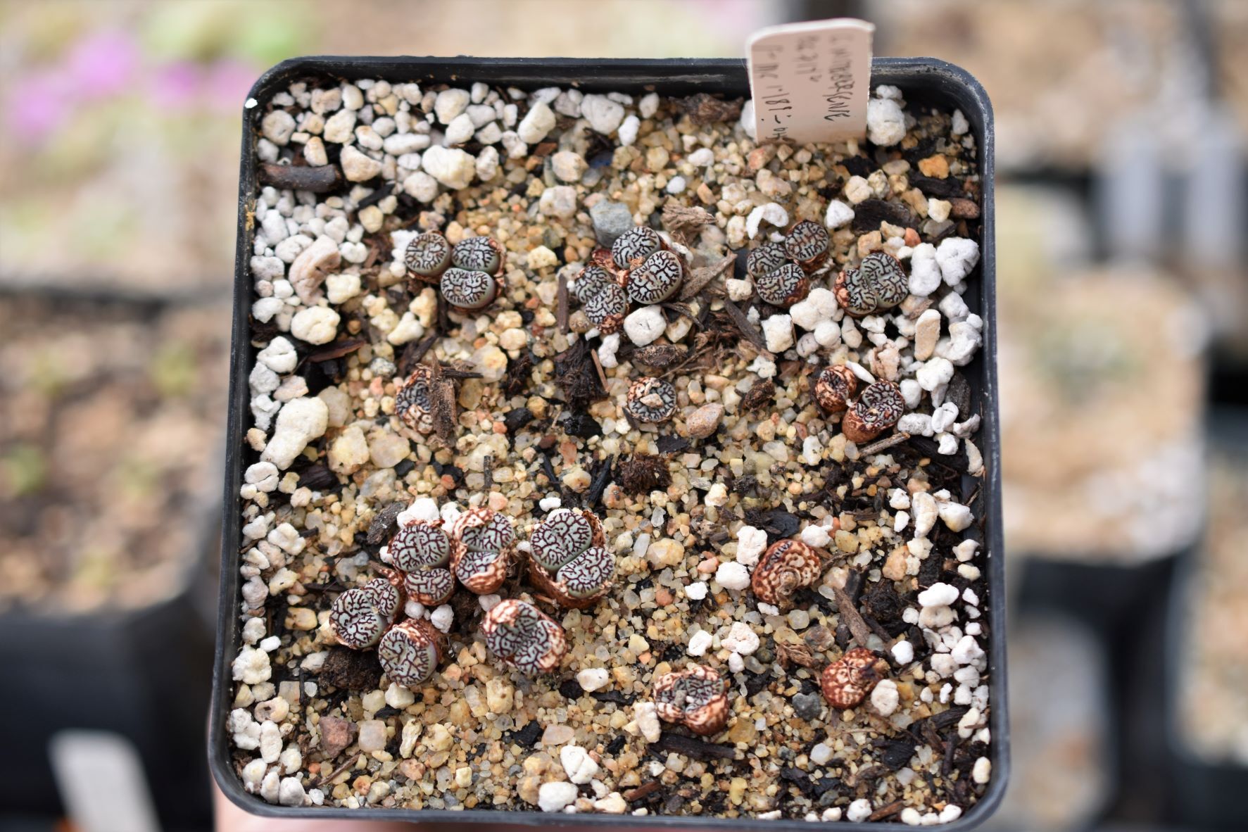 Conophytum Eye Candy, Part 3 - Visit to Steve Hammer - Trex Plants