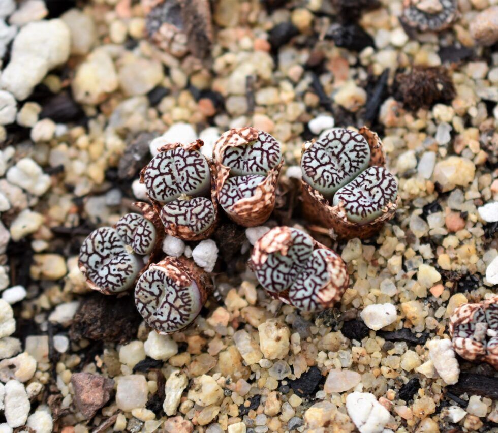 Conophytum Eye Candy, Part 3 - Visit to Steve Hammer - Trex Plants