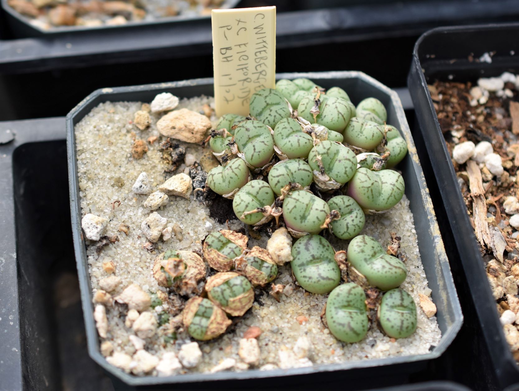 Conophytum Eye Candy, Part 3 - Visit to Steve Hammer - Trex Plants