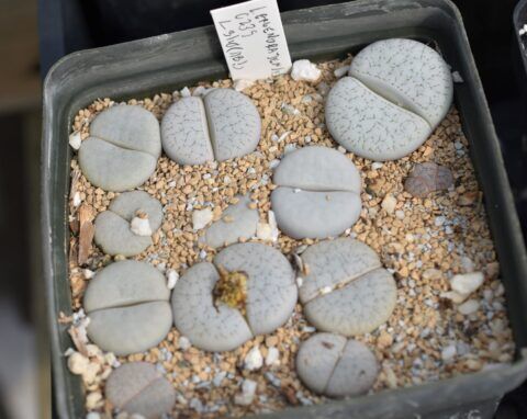 Visit to Steve Hammer - the Lithops houses - Trex Plants
