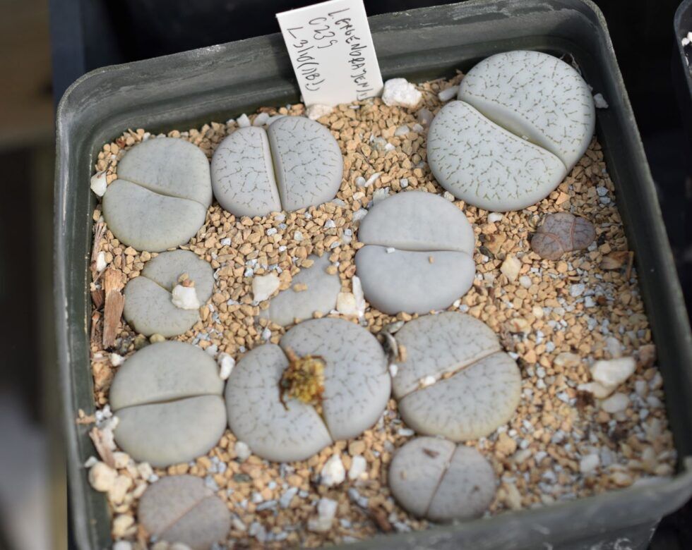 Visit to Steve Hammer - the Lithops houses - Trex Plants