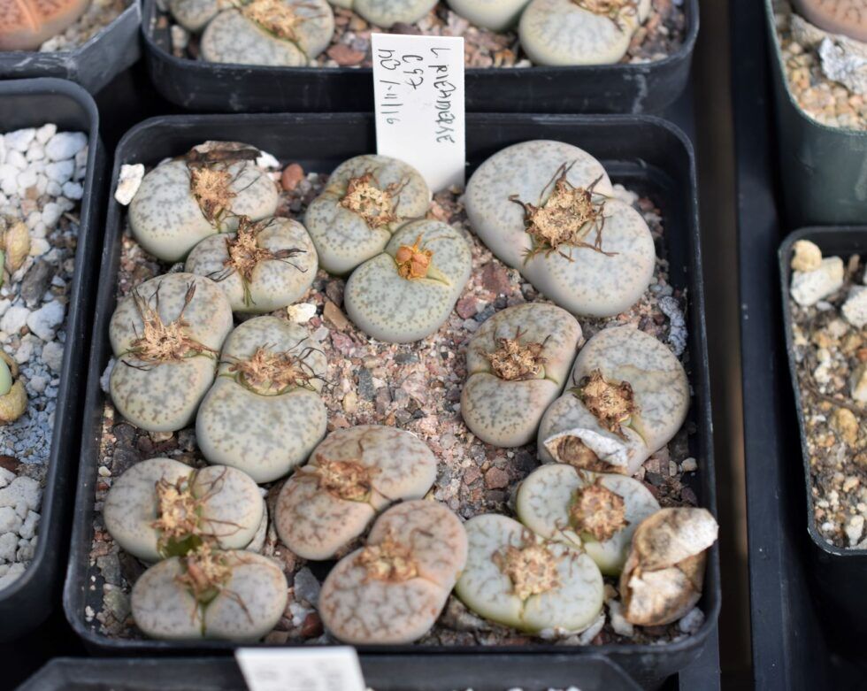 Visit to Steve Hammer - the Lithops houses - Trex Plants