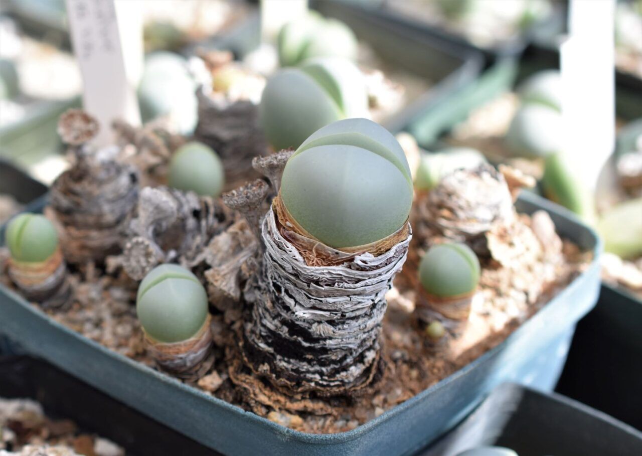 What Does It Mean When a Cactus or Succulent is Hard Grown? - Trex Plants