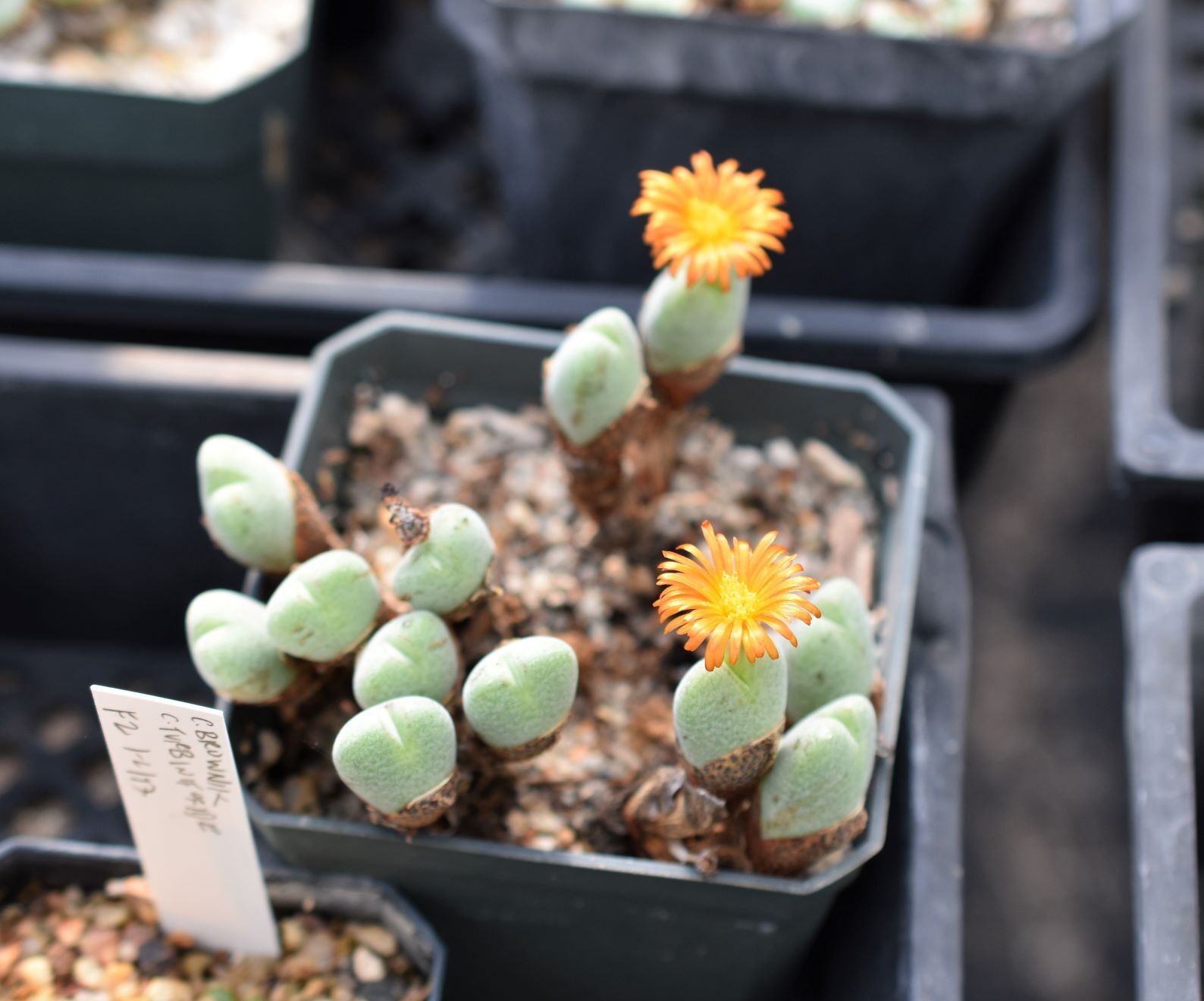 Conophytum Eye Candy - More from the Steve Hammer visit - Trex Plants