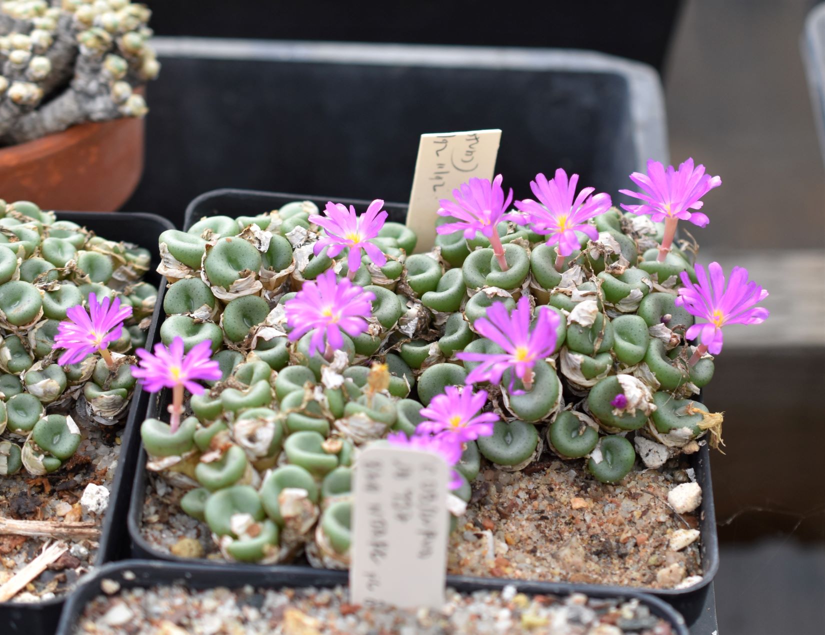 Conophytum Eye Candy - More from the Steve Hammer visit - Trex Plants