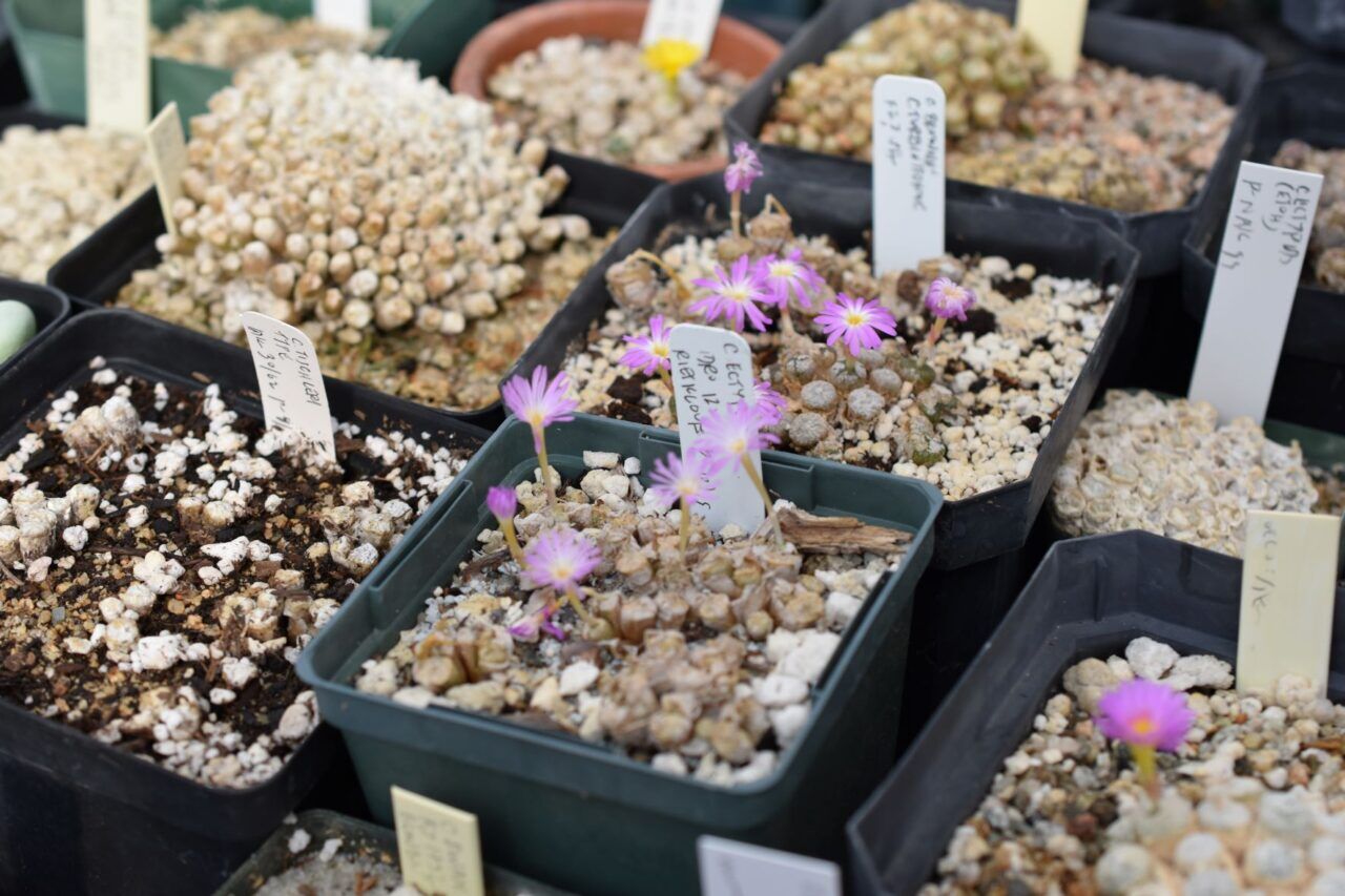 Conophytum Eye Candy, Part 2 - Visit to Steve Hammer - Trex Plants