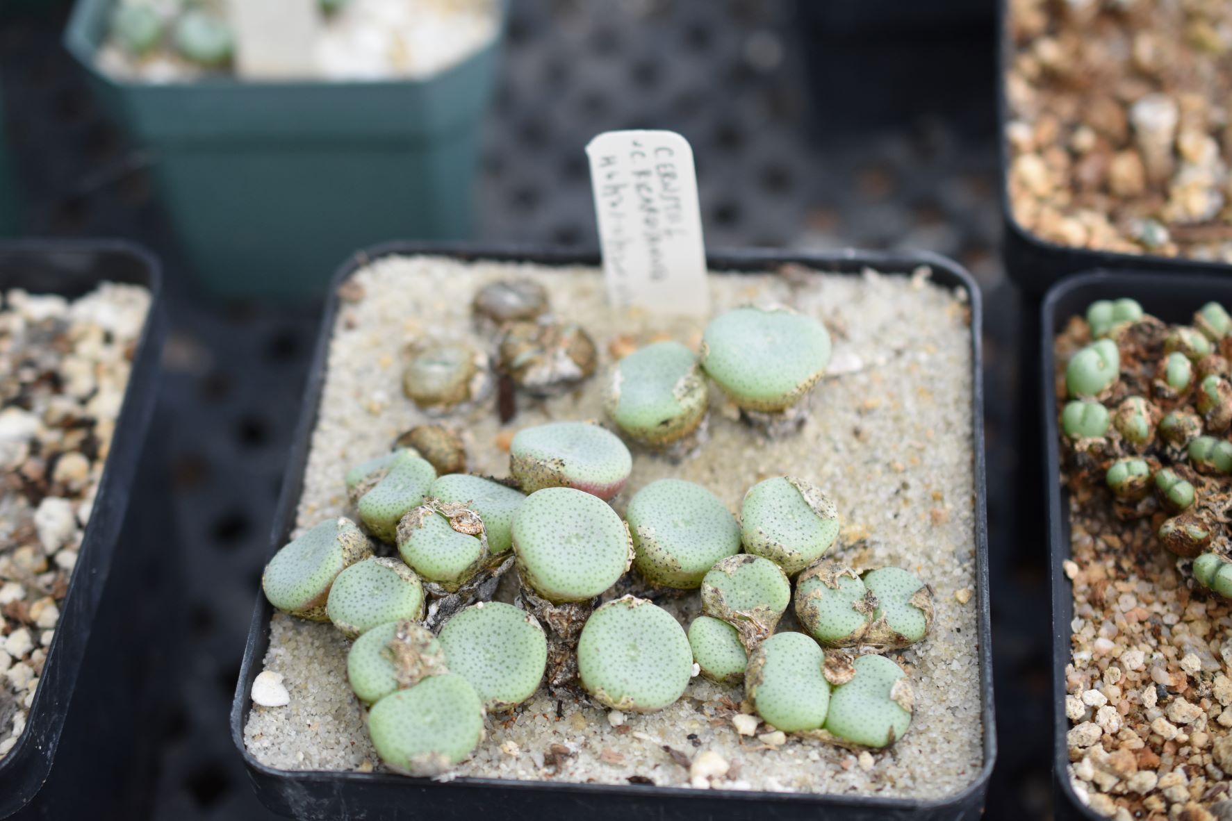 Conophytum Eye Candy, Part 2 - Visit to Steve Hammer - Trex Plants