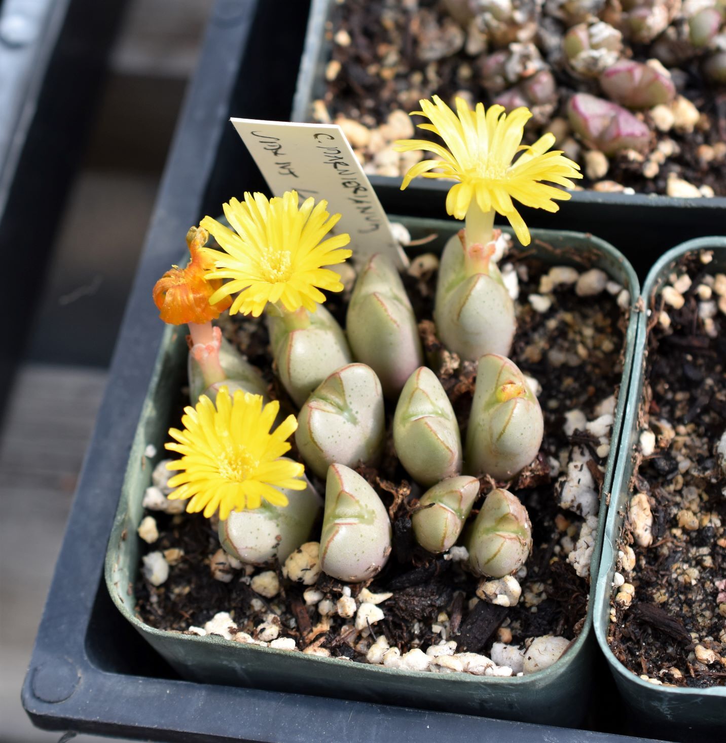 Conophytum Eye Candy, Part 3 - Visit to Steve Hammer - Trex Plants