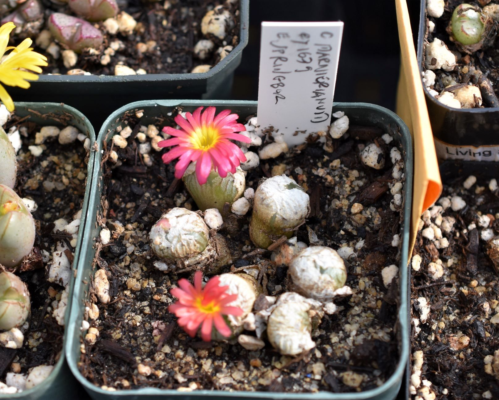 Conophytum Eye Candy, Part 3 - Visit to Steve Hammer - Trex Plants