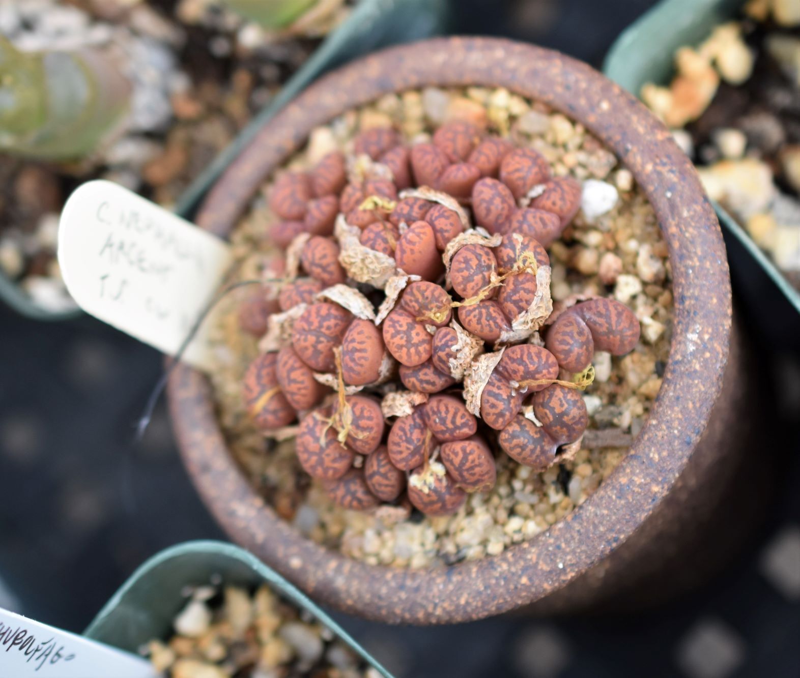 Conophytum Eye Candy, Part 3 - Visit to Steve Hammer - Trex Plants
