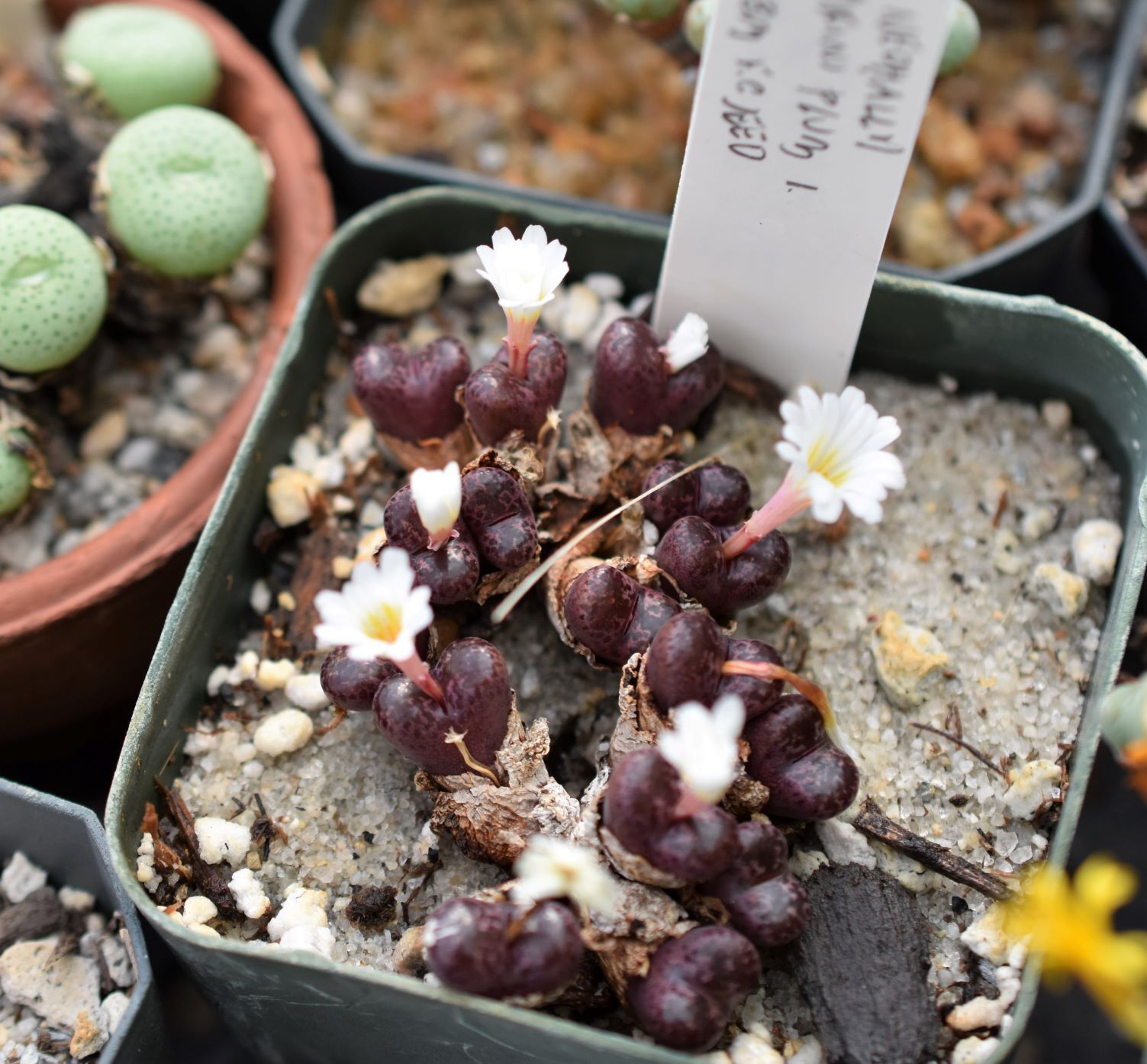 Conophytum Eye Candy, Part 3 - Visit to Steve Hammer - Trex Plants